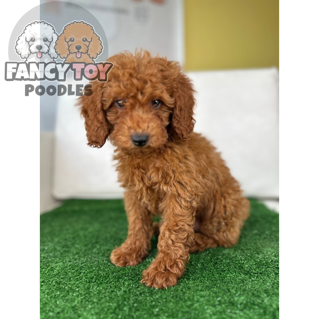Apricot Male Mini Poodle - Fancy Toy Poodles
