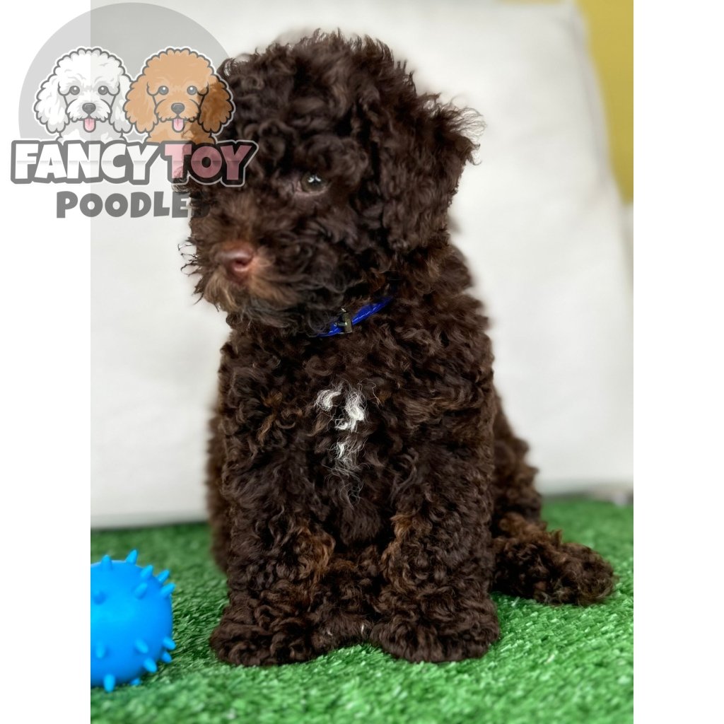 Chocolate Male Toy Poodle - Fancy Toy Poodles