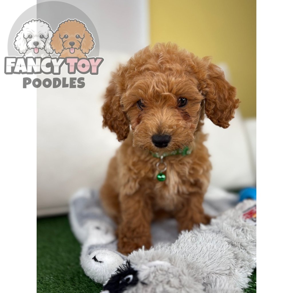 Female Mini Poodle - Fancy Toy Poodles