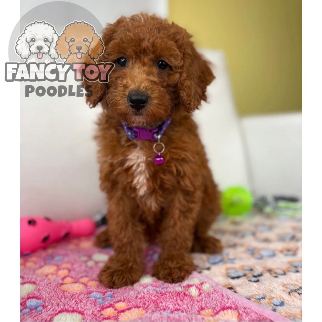 Female Miniature Poodle - Fancy Toy Poodles