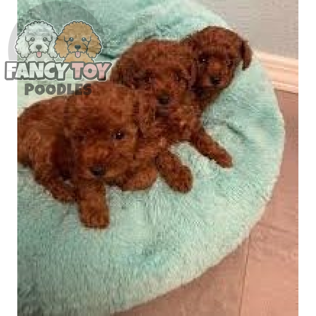 Female Red Teacup Poodle - Fancy Toy Poodles