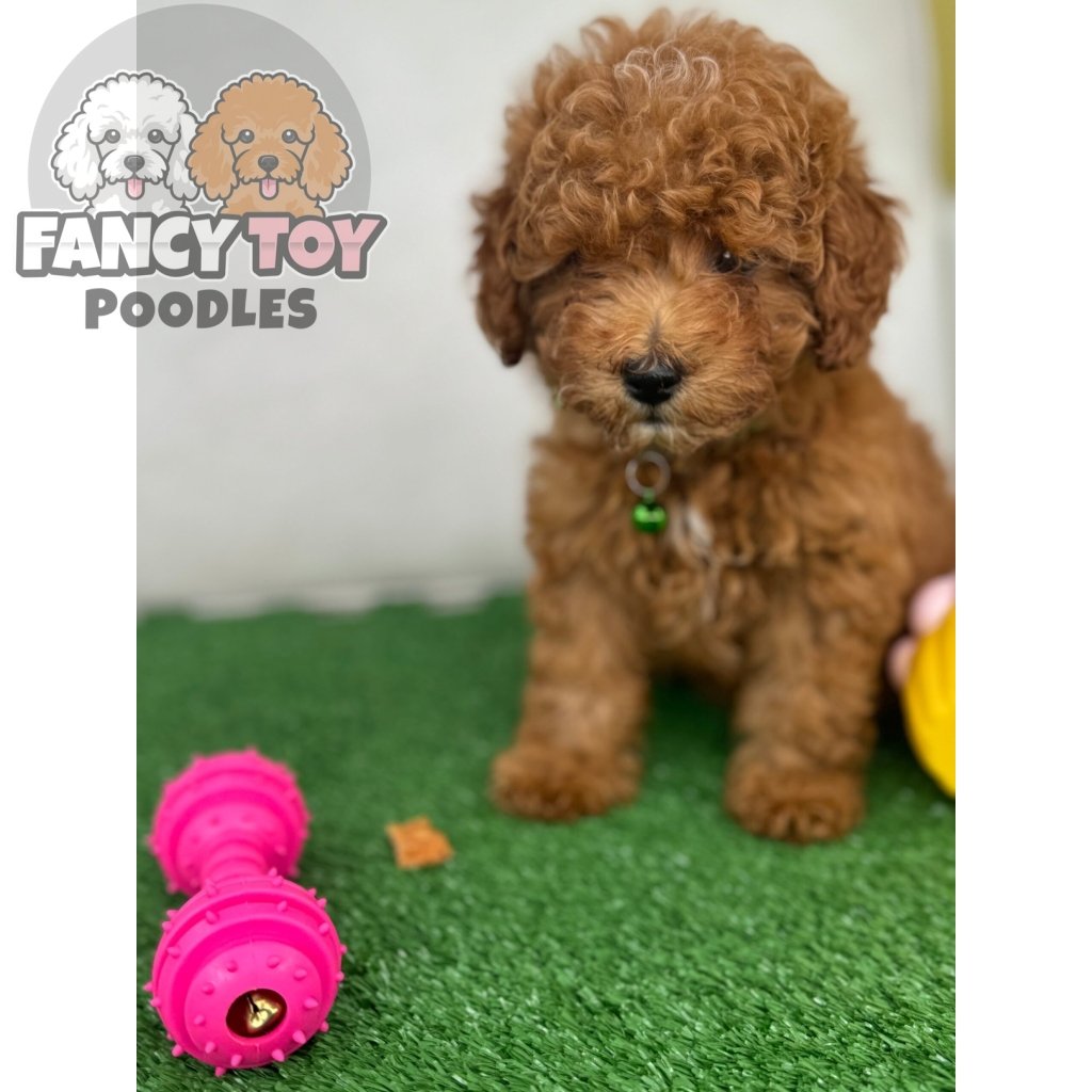 Female Toy Poodle - Fancy Toy Poodles