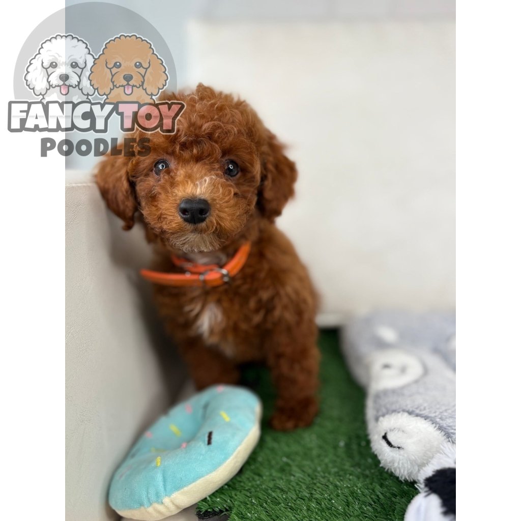male toy poodle - Fancy Toy Poodles