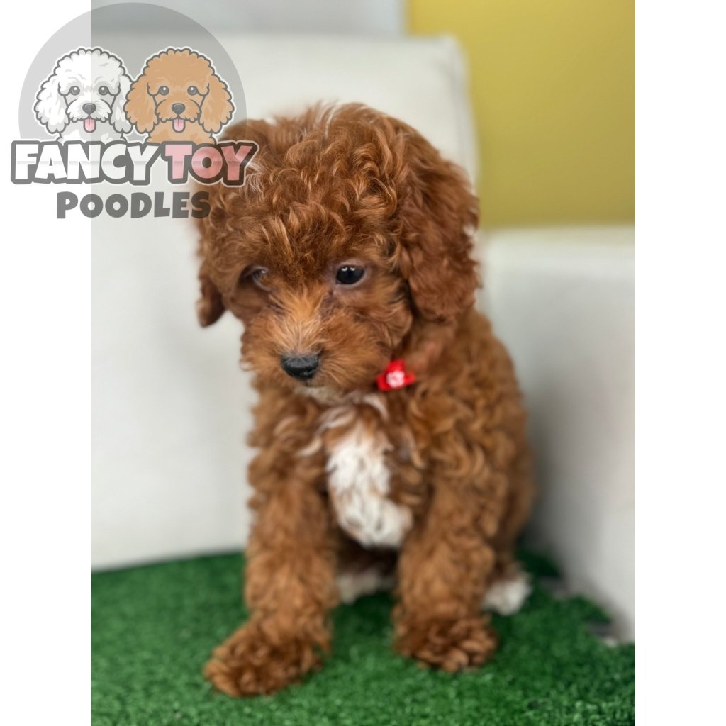 Male Red Toy Poodle - Fancy Toy Poodles