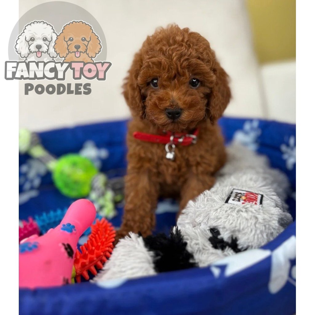 Male Teacup Poodle - Fancy Toy Poodles